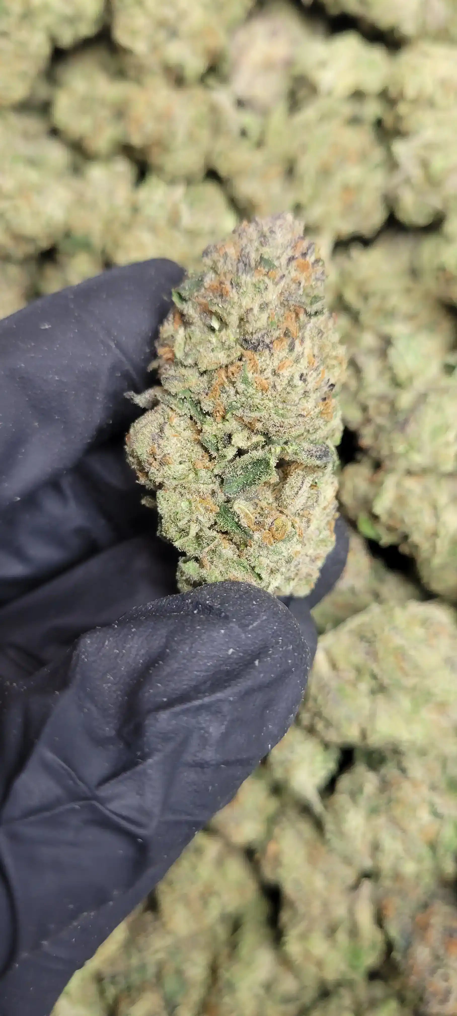 Bangkok Purple High THCA Flower Indica | CaliGreenGold