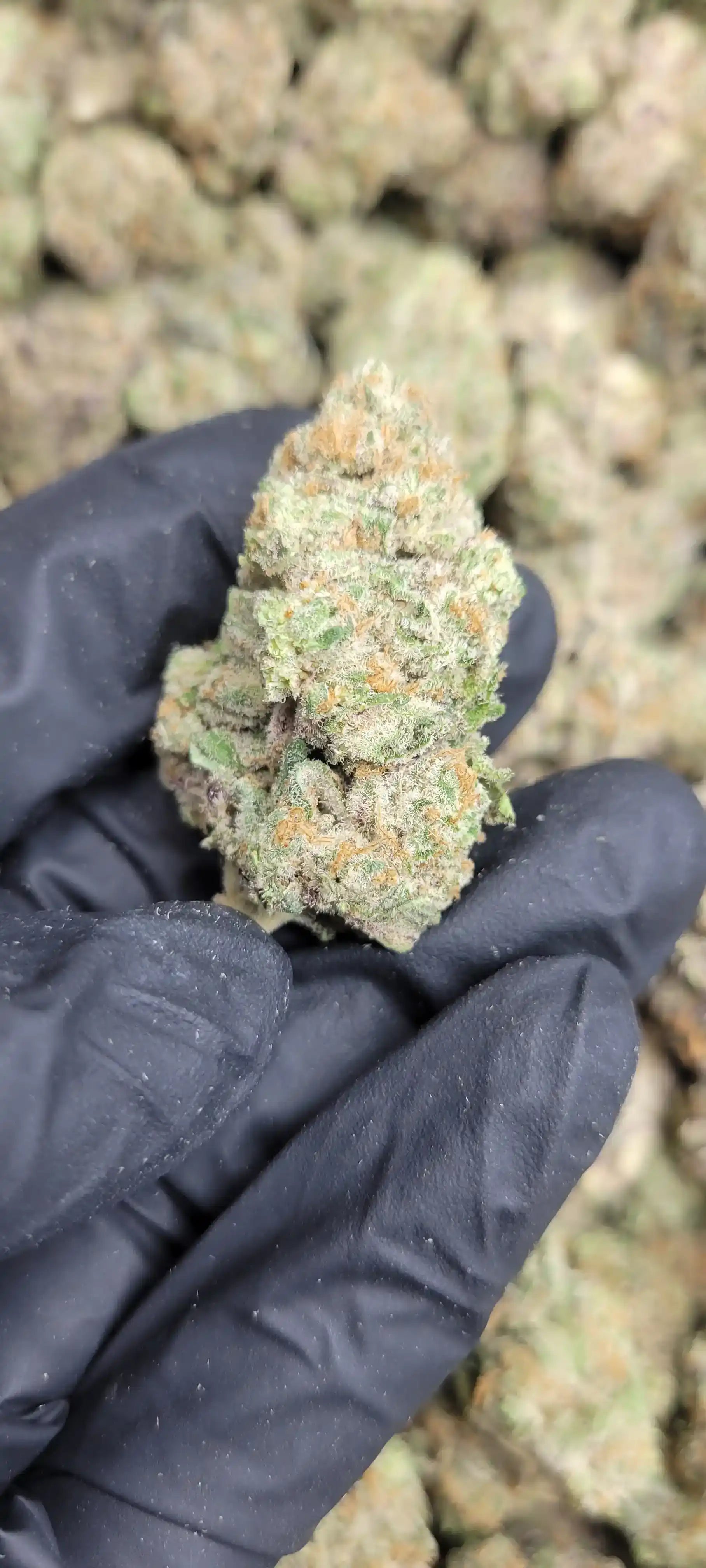 Blueberry Pancakes High THCa Flower | CaliGreenGold