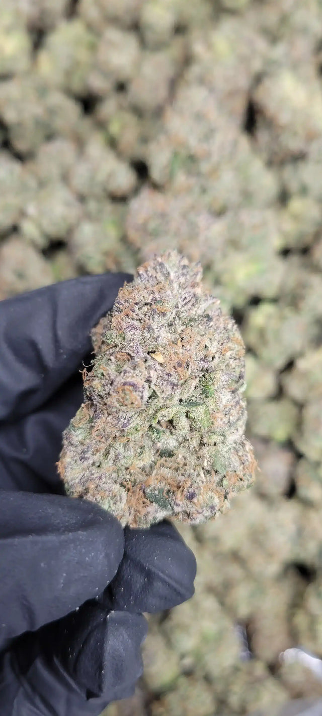 Blue Razz Exotic Hybrid THCa Flower | CaliGreenGold